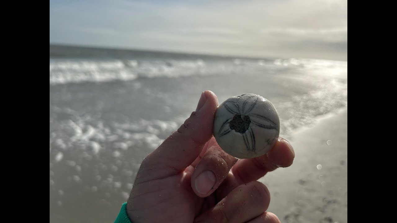 Shark Tooth and Shell Hunting on Holden Beach, North Carolina - YouTube