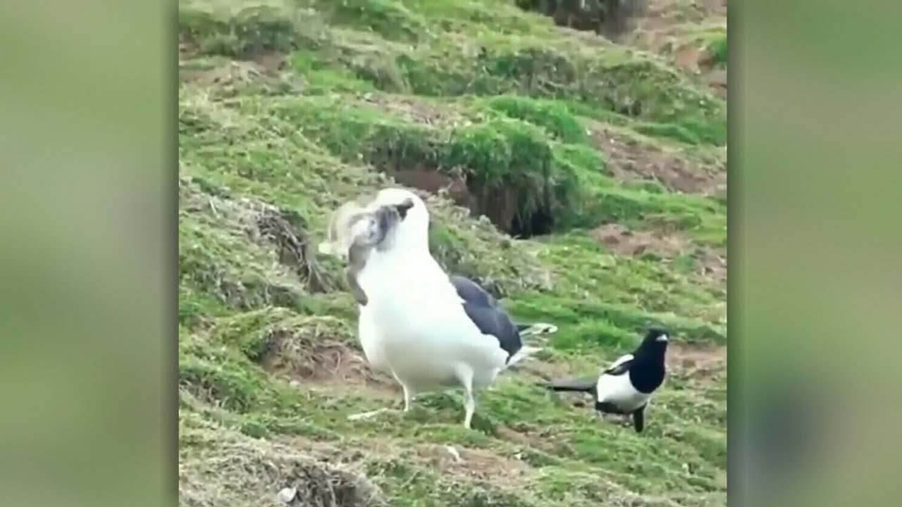SEAGULL SWALLOW WHOLE RABBIT || black-backed gull || wild earth - YouTube