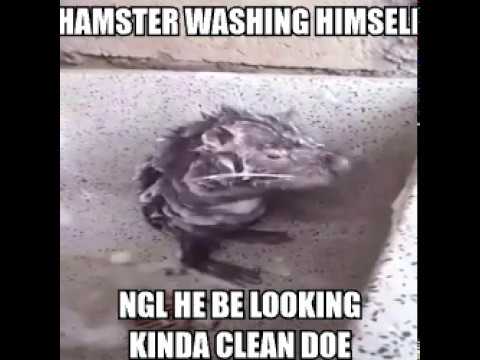 rat washing himself - YouTube