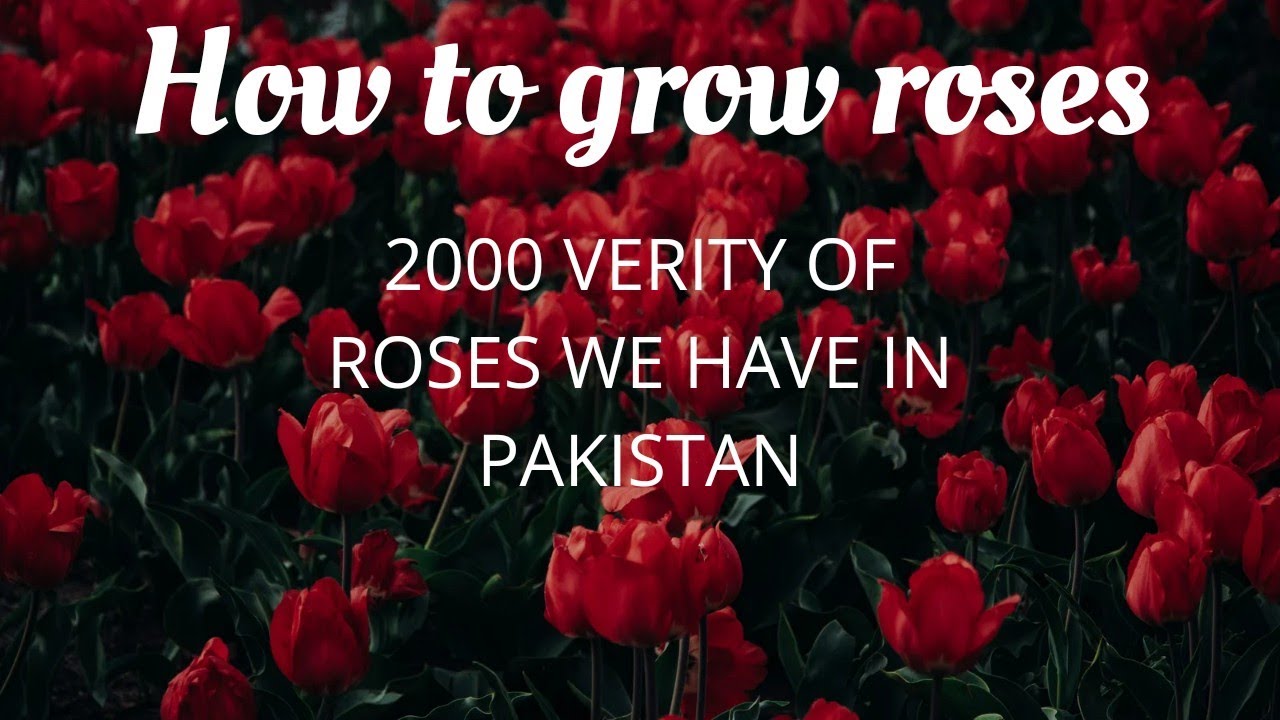 How much roses verity we have ? 2000? #roses #davidaustin #shorts - YouTube
