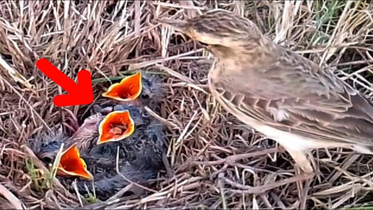 Ep. 229 Sprague's pipit Bird watches baby try to swallow food#birds ...