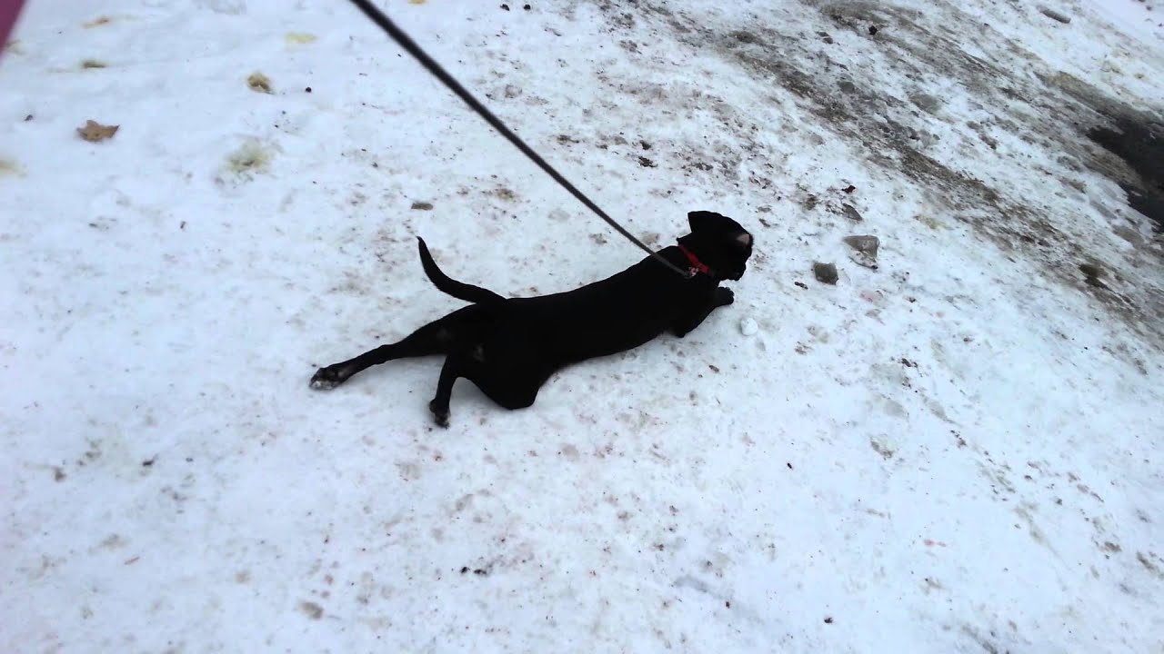 Funny Lab doing the commando crawl - YouTube