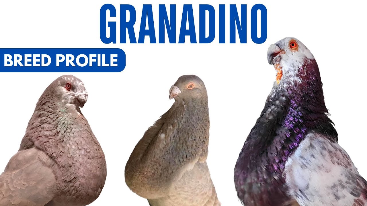 Granadino Pigeon Breed Profile - History - Granadino Pigeon Health ...