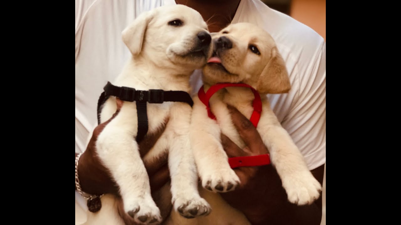 1 Month Labrador puppy Walking! - YouTube