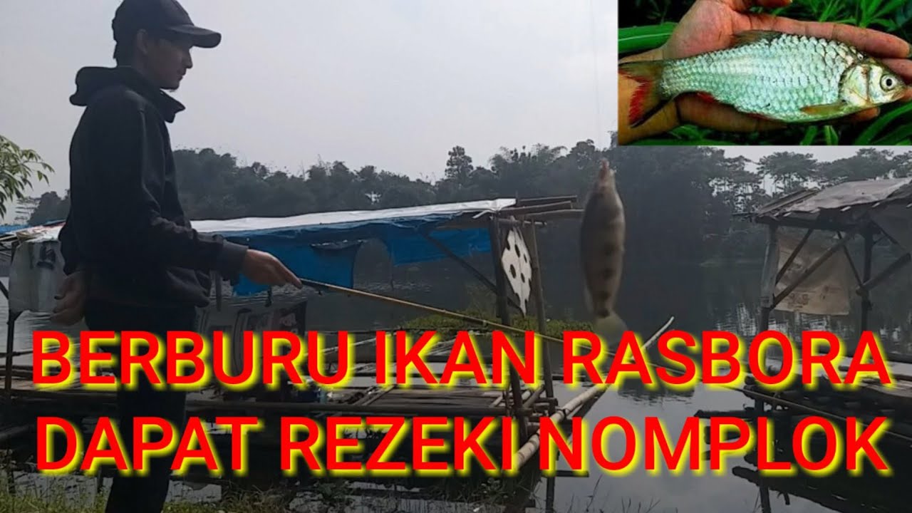 MANCING SAGULING Ikan RASBORA (paray) - YouTube