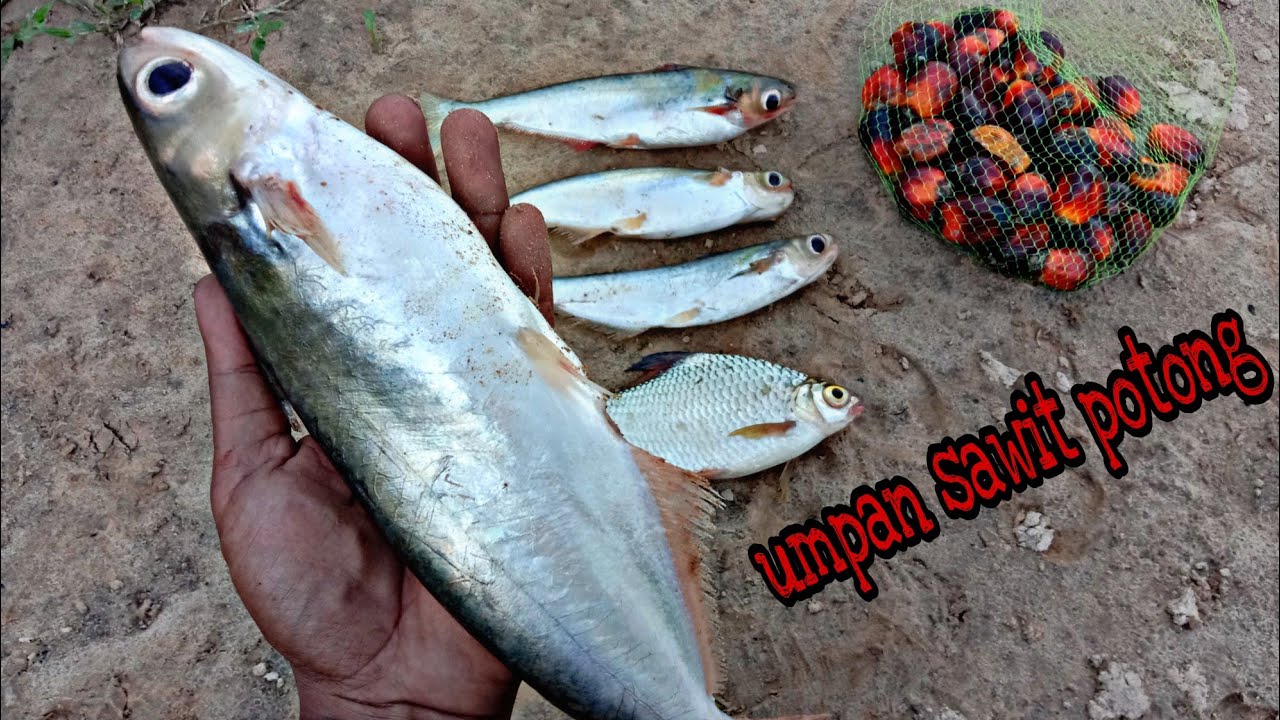 Menggasak ikan lawang | memancing ikan lawang | ikan juara | umpan ...