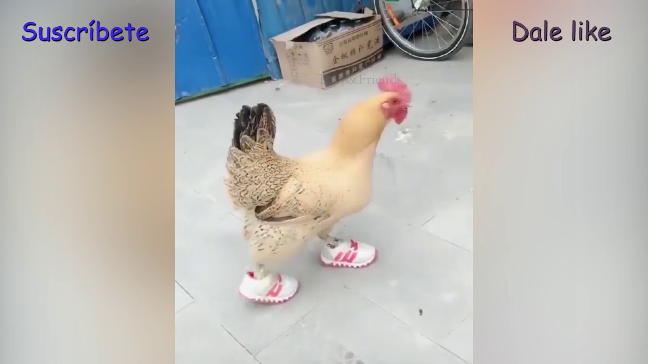 Este Pollo Camina con Unos Tenis Deportivos - YouTube