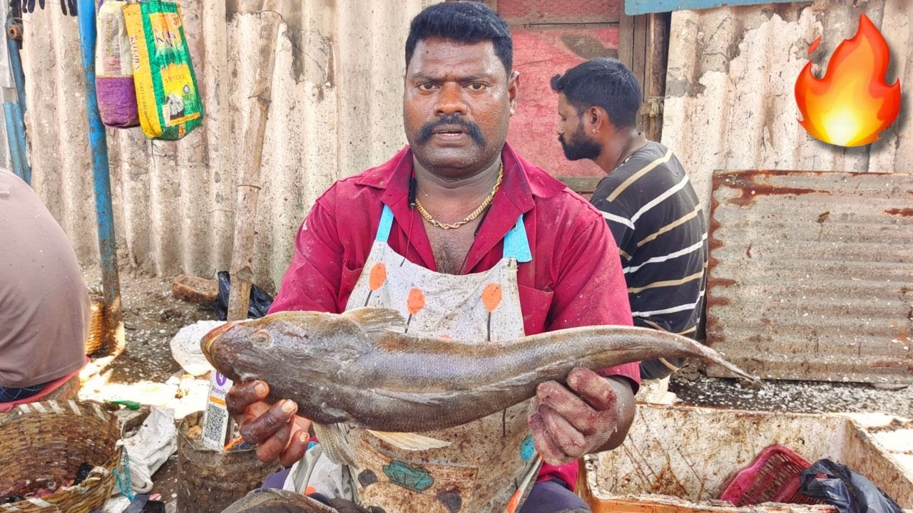 RARE BARTAIL FLATHEAD FISH CUTTING💥| KASIMEDU SELVAM FISH CUTTING ...
