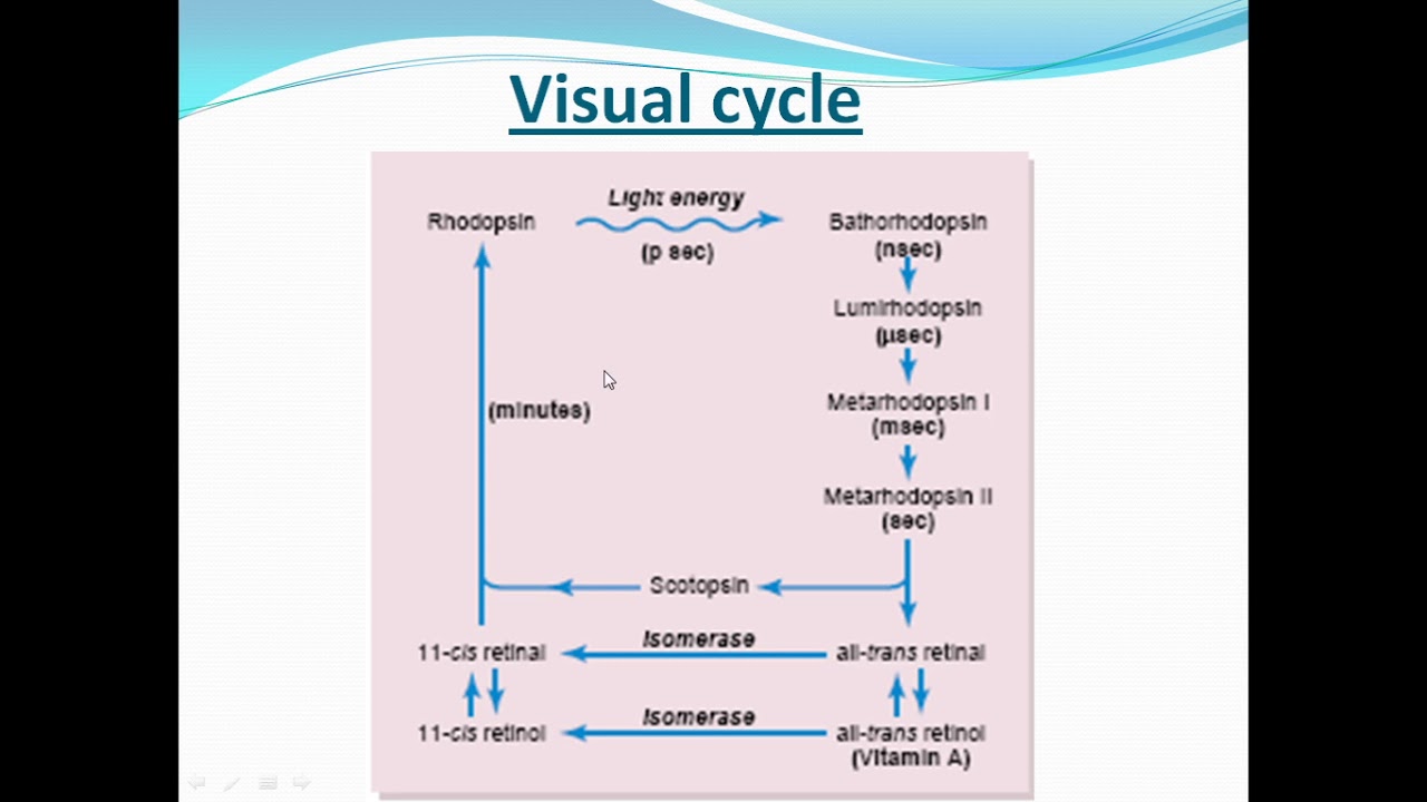visual cycle - YouTube