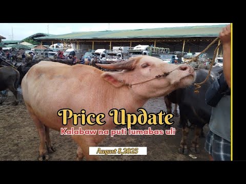 Price Update ng kalabaw, Puting kalabaw lumabas ulit!August 8,2025 # ...