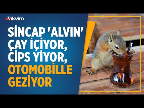 Sincap 'Alvin' çay içiyor, cips yiyor, otomobille geziyor! Doğaya dönmeyi reddediyor