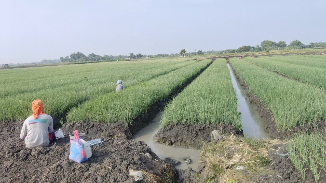 Umur 24 dan 45 HST Calon Super Door ...!!! Petani Bawang Merah Nganjuk ...