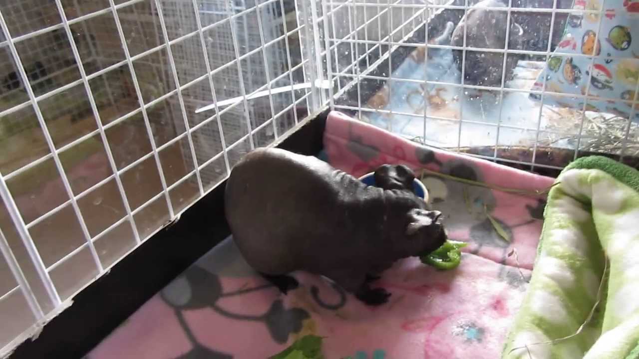 December Cage Tours! Guinea Pig and Rabbit C&C cages. - YouTube