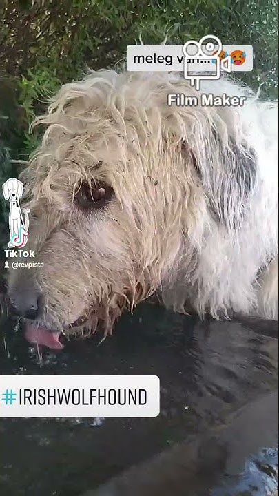 Irish Wolfhound - YouTube