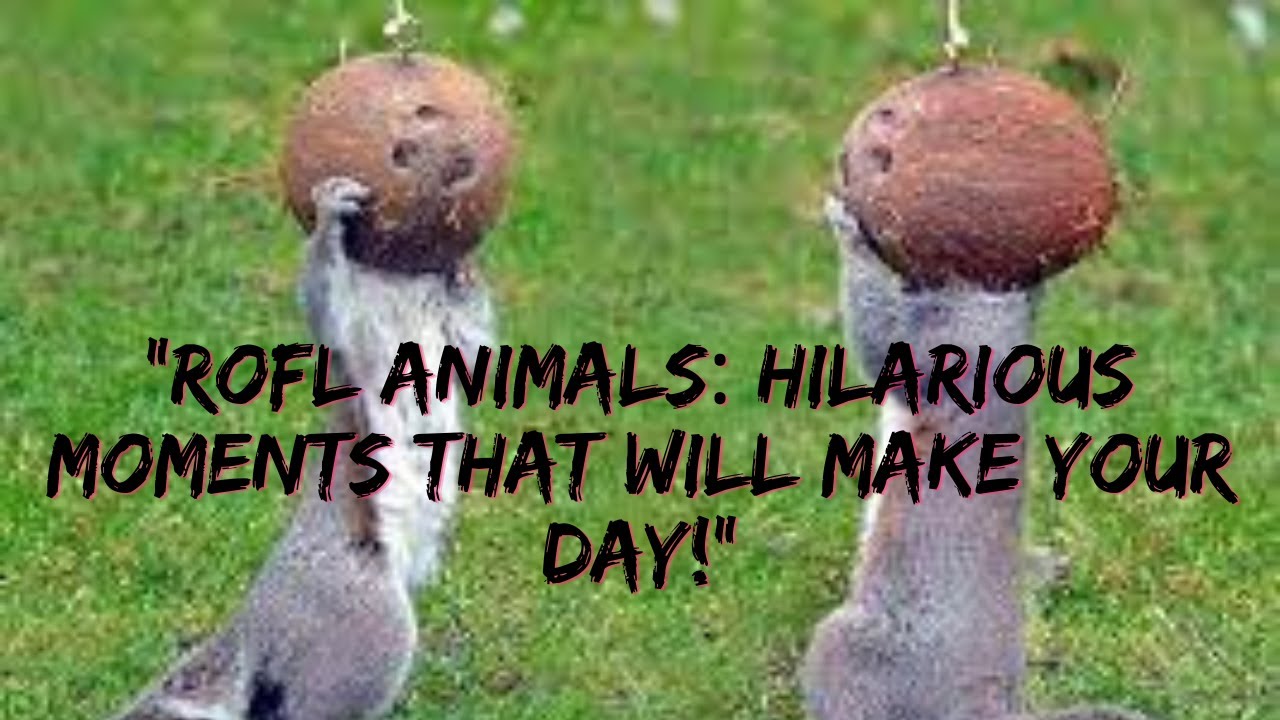 "ROLF Animals: Hilarious Moments That Will Make Your Day!" - YouTube