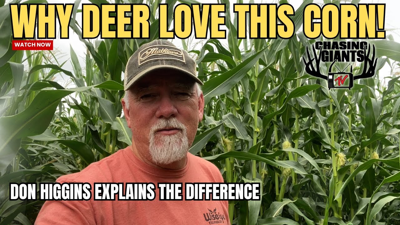 Don Higgins Inspects Corn Plots: Nutrition, Attraction & Strategy for ...