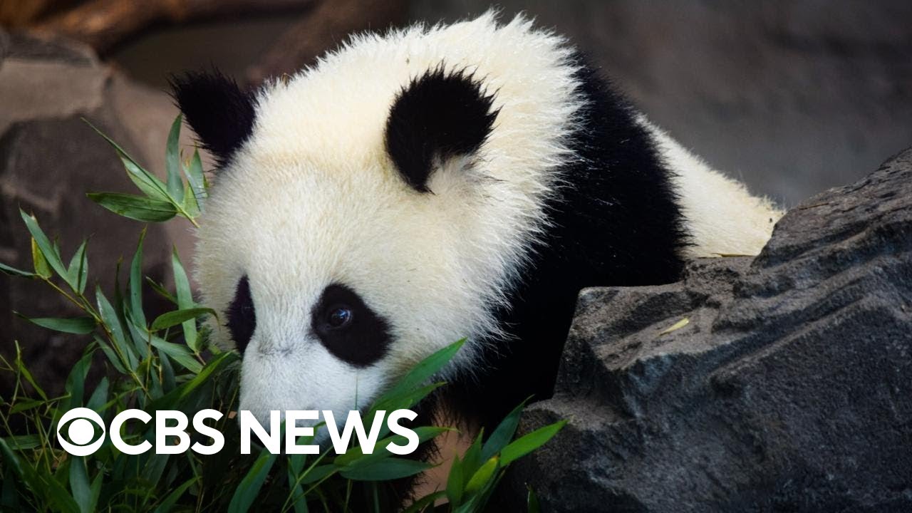 How wildlife reacts to changing climate - YouTube