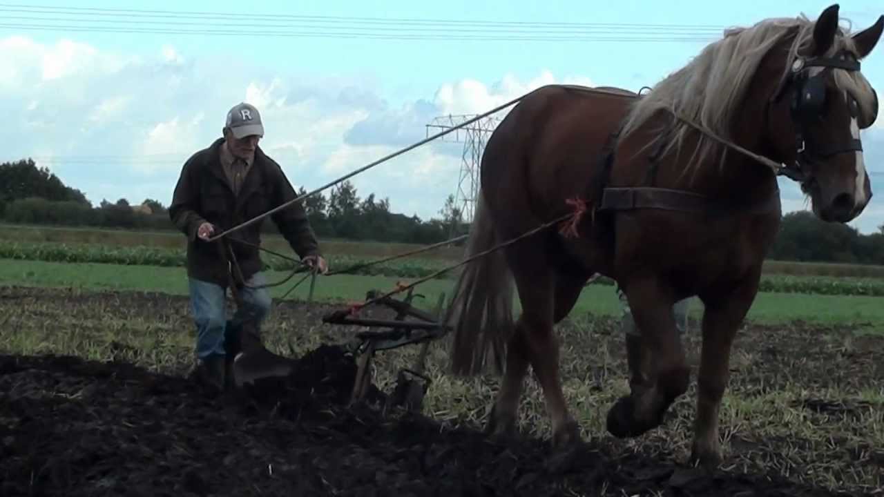 Boer Meinders laat zien hoe je het ploegen na jaren zo weer oppikt ...