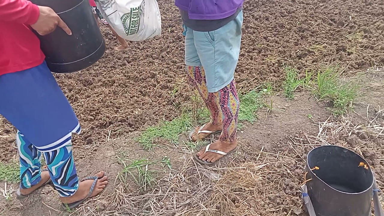 derik dry seeding Rice - YouTube