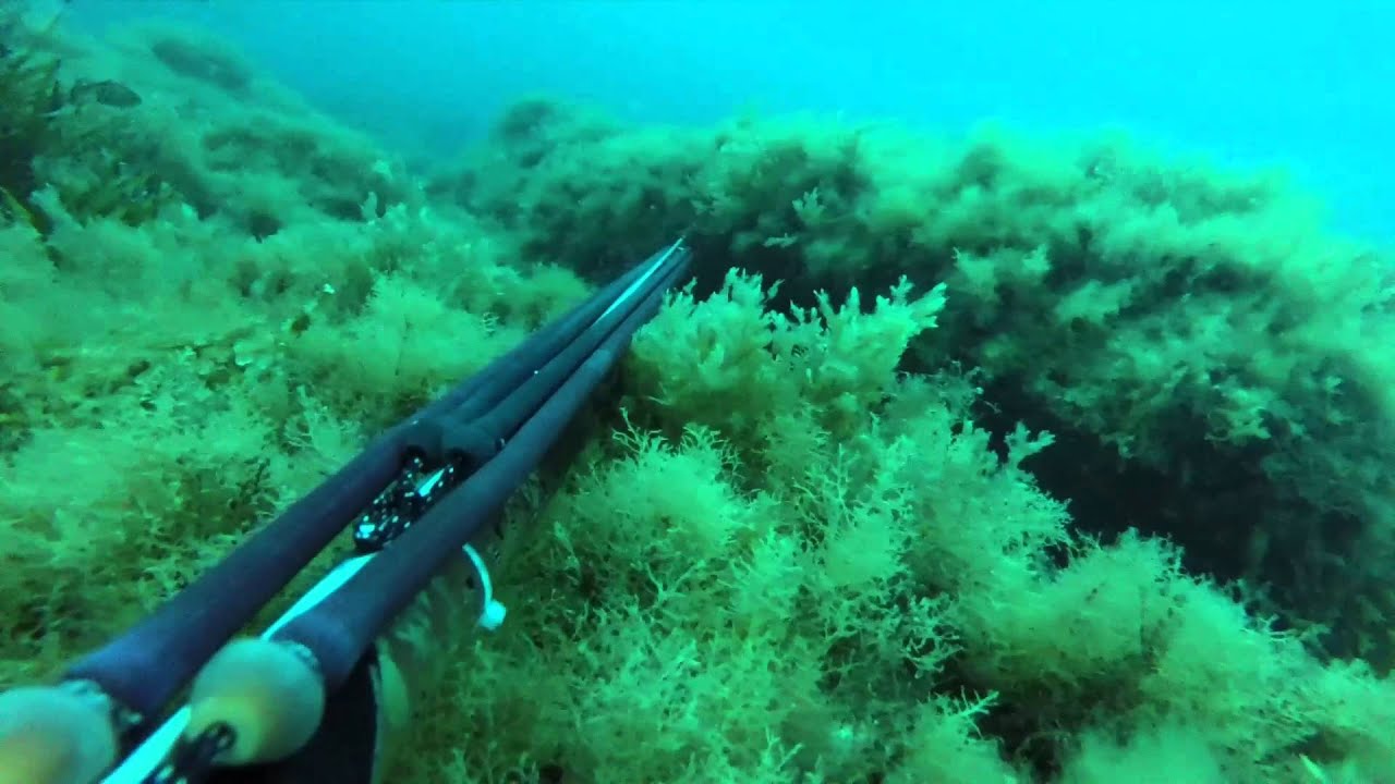 Ricordi Di Pesca Subacquea - Spearfishing Malta - YouTube