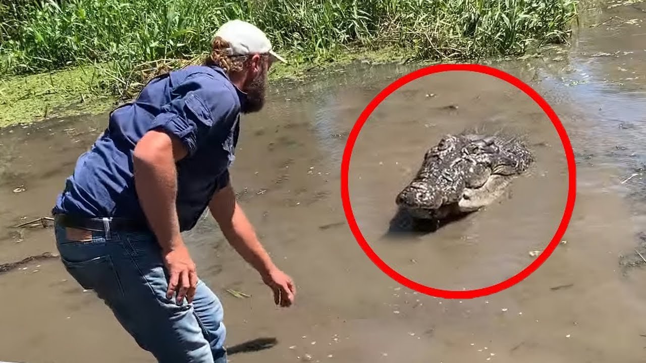Seconds Before Disaster! Horrifying CROCODILE Attacks Caught On Camera ...