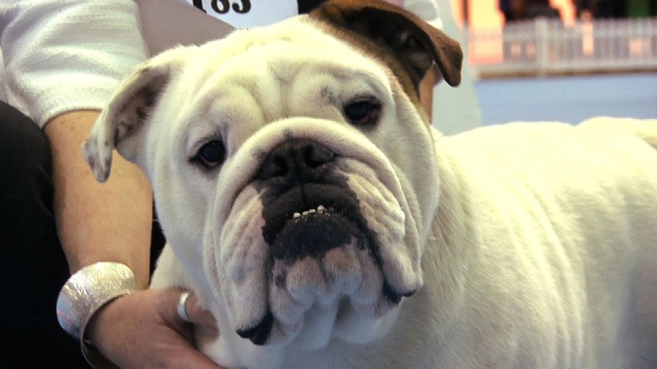 Around the Dog World - British Utility Breeds 2014 (Ep 38) - YouTube