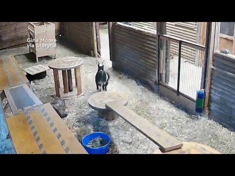 Caught on camera: Heroic Canadian farmer kicks cougar to save baby goat