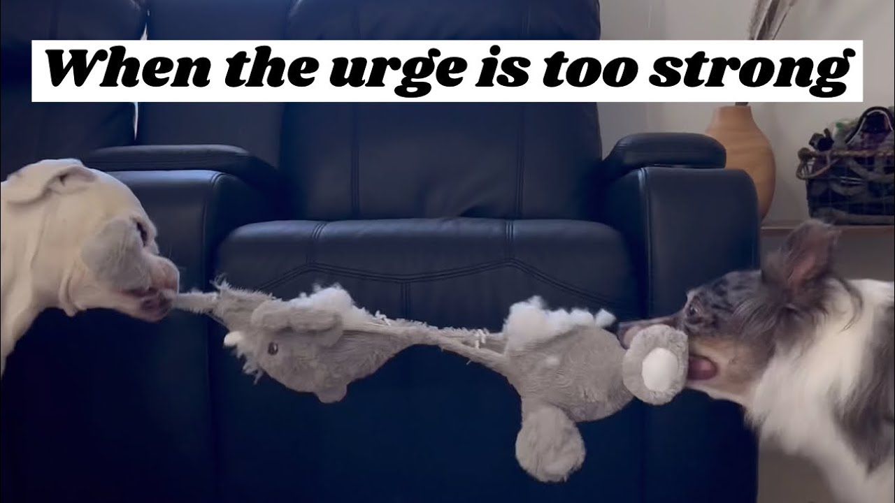 When the urge is too strong - YouTube