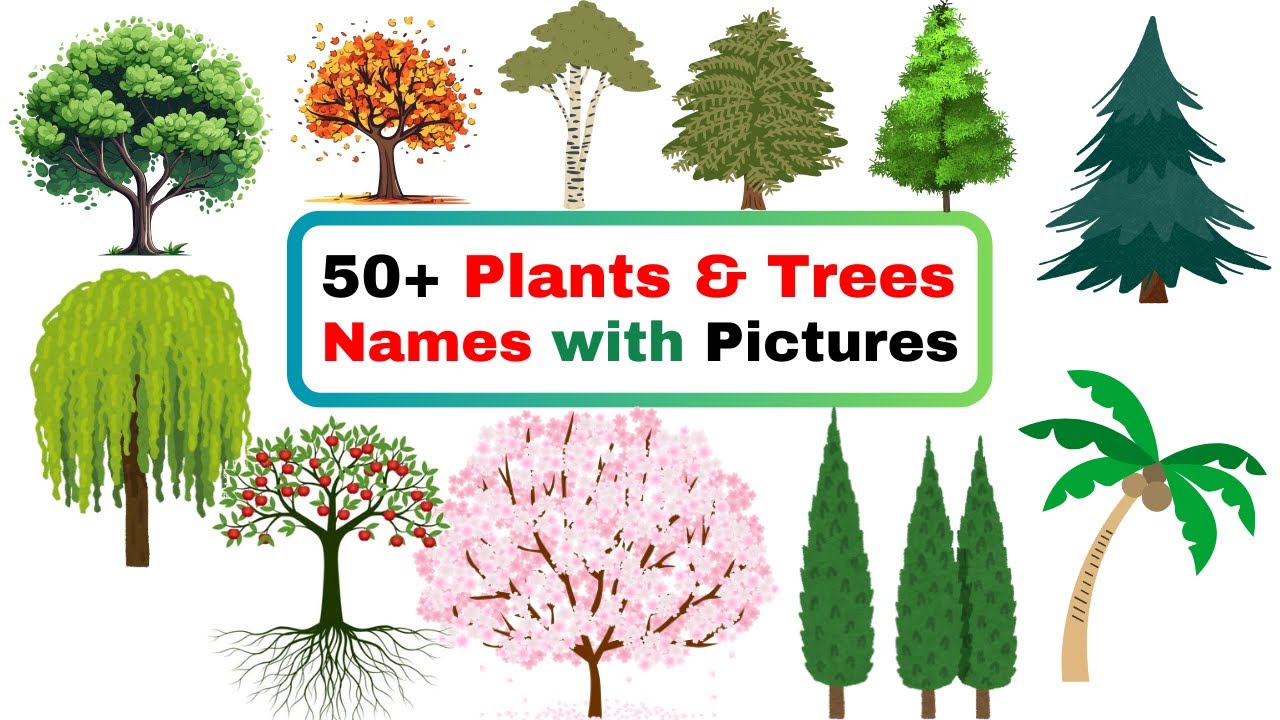 50 Trees Name in English | All Plants Name in English | List of Trees ...
