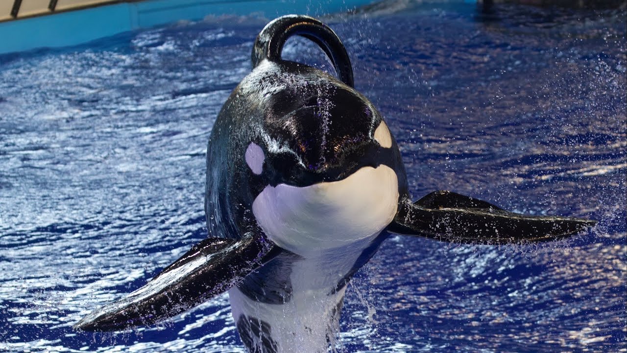 seaworld san antonio compilation (READ DESCRIPTION) - YouTube