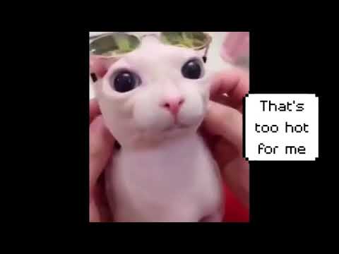 Bingus and floppa 🐖 | Bingus | Know Your Meme