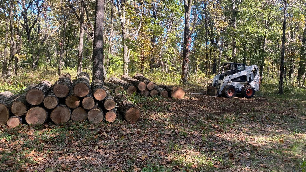 Logging some dead trees, firewood, and calves - YouTube