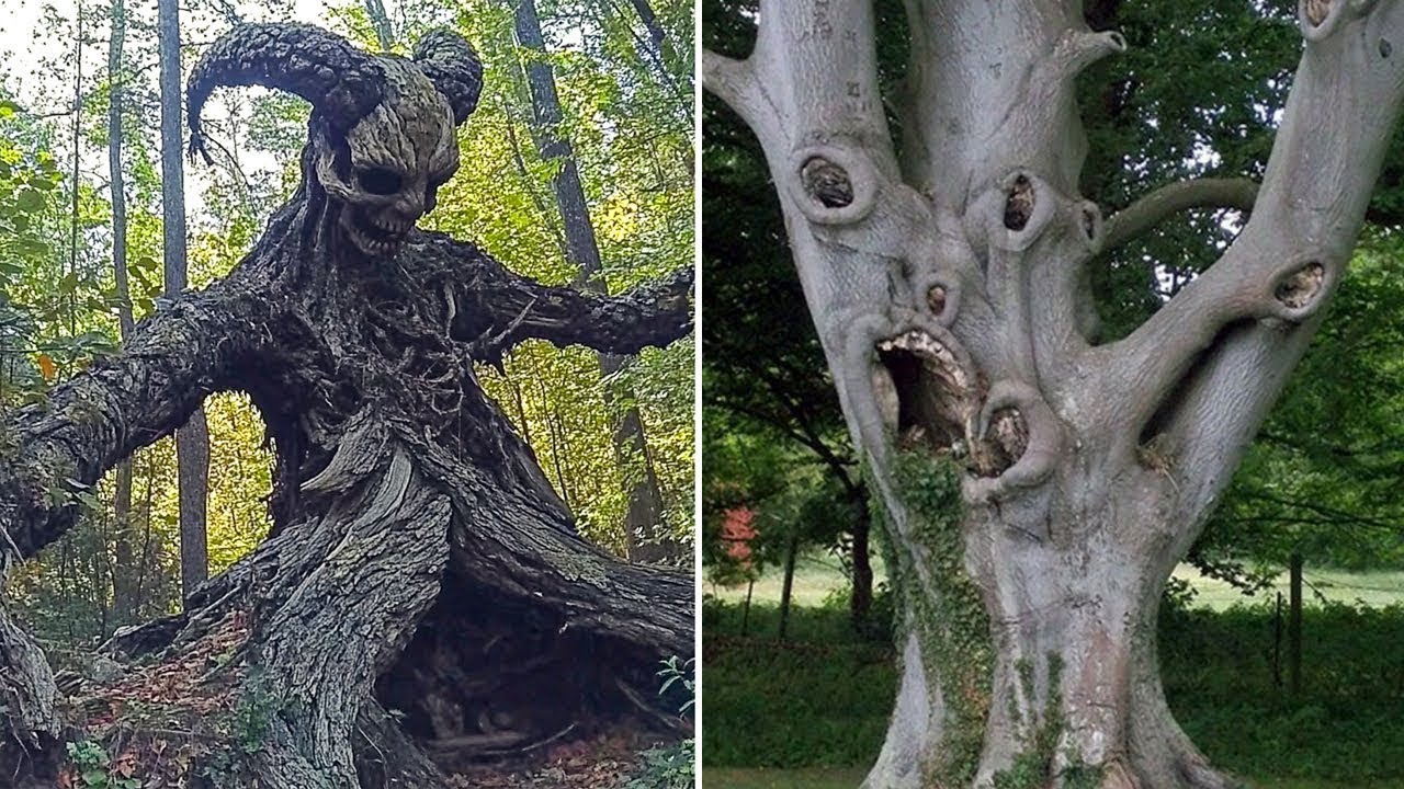 15 CREEPIEST Trees in the World - YouTube