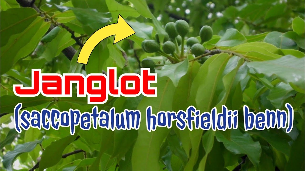 Pohon Janglot (saccopetalum horsfieldii benn) - YouTube