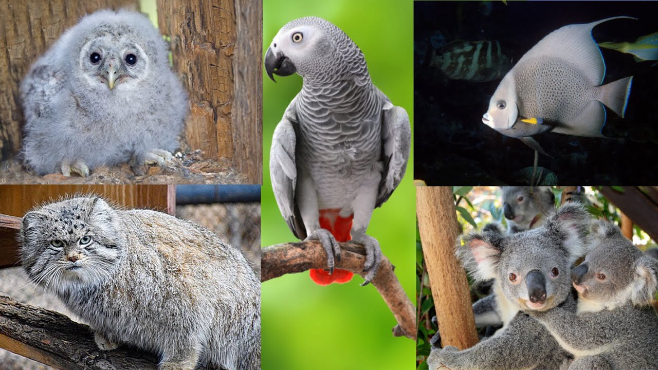 25+ Grey Animals in the world / Grey colour animals / Grey Birds / Grey ...
