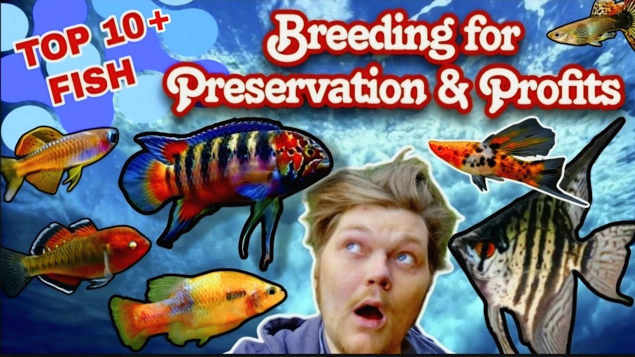 10+ Fish to Improve Your Fishkeeping Skills: Breeding for Profit or ...