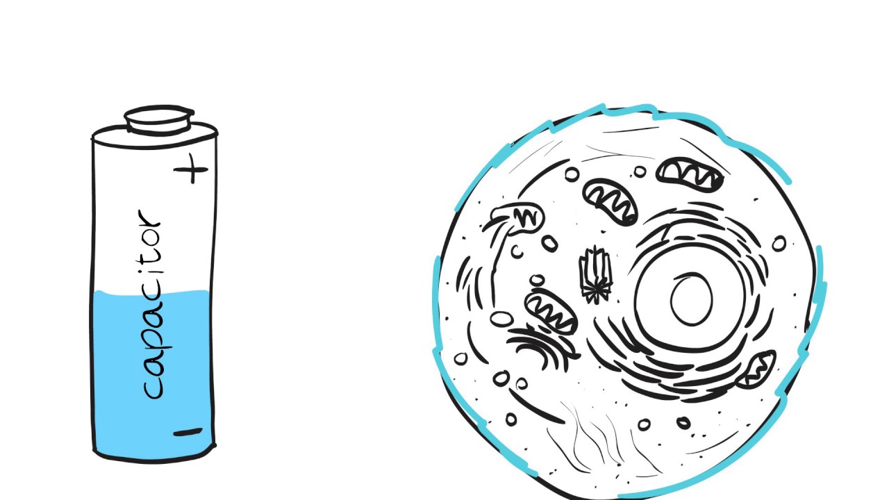 BIA Explainer Video - Bodystat - YouTube