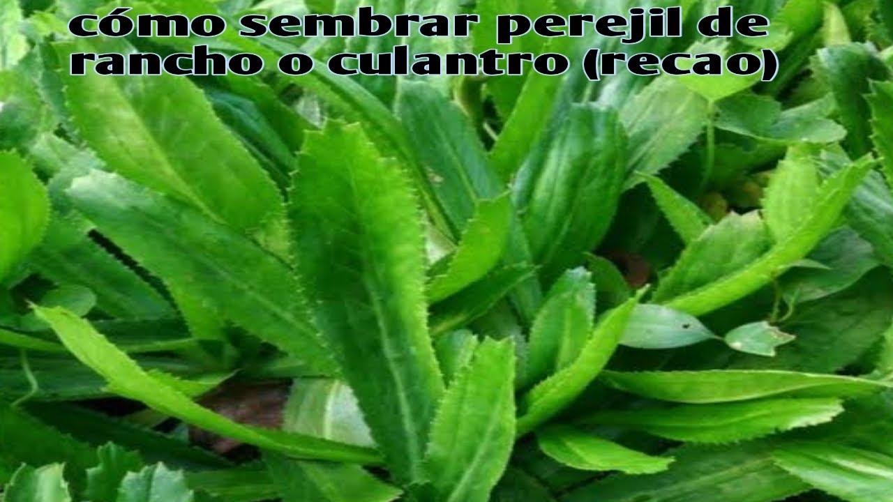 como sembrar perejil de rancho en el huerto - YouTube