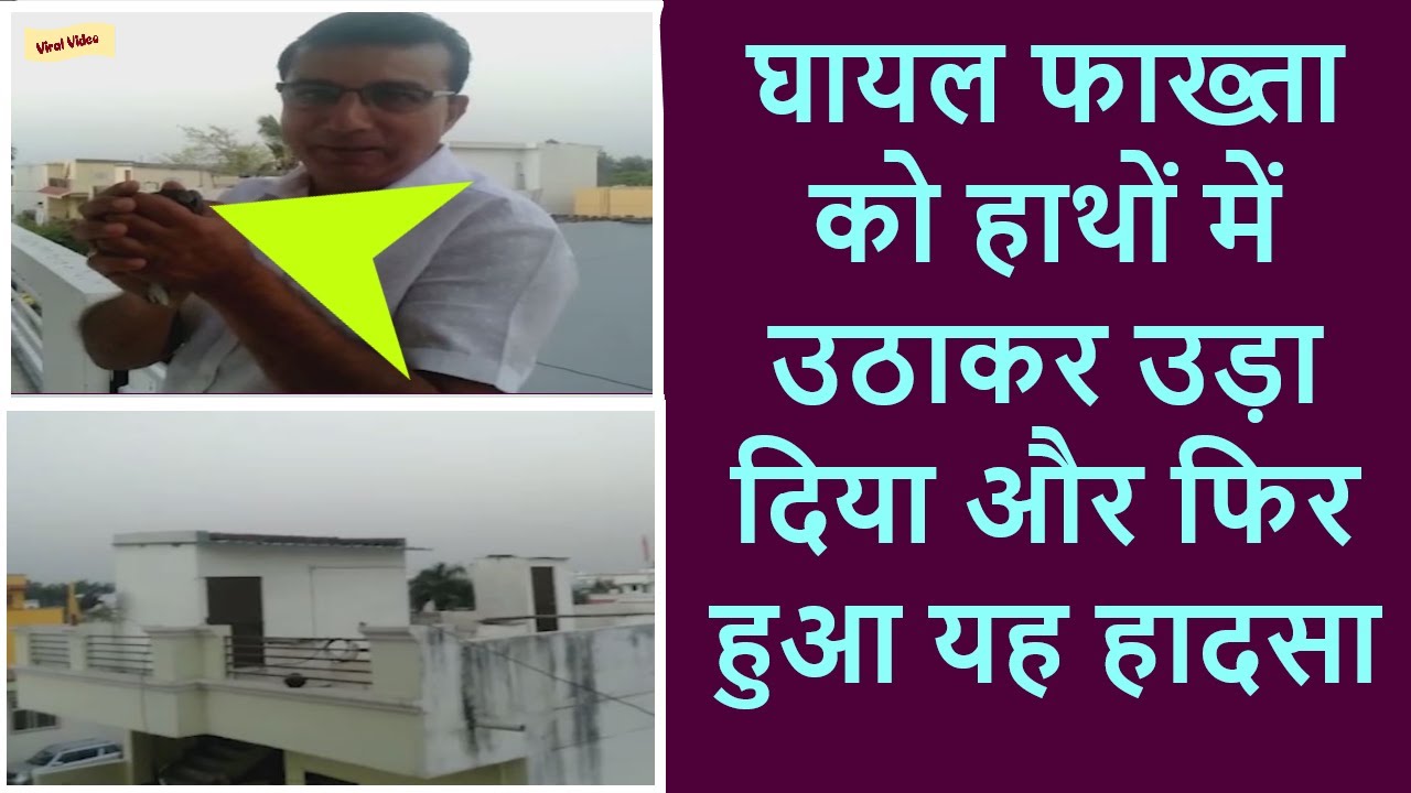 viral video : घायल फाख्ता को हाथों में उठाकर उड़ा दिया और फिर हुआ यह ...