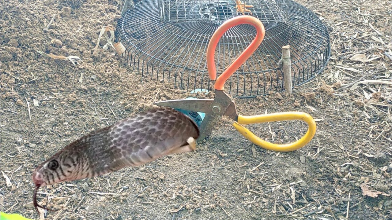 Easy underground snare trap using deep pit and twin black electric fan ...