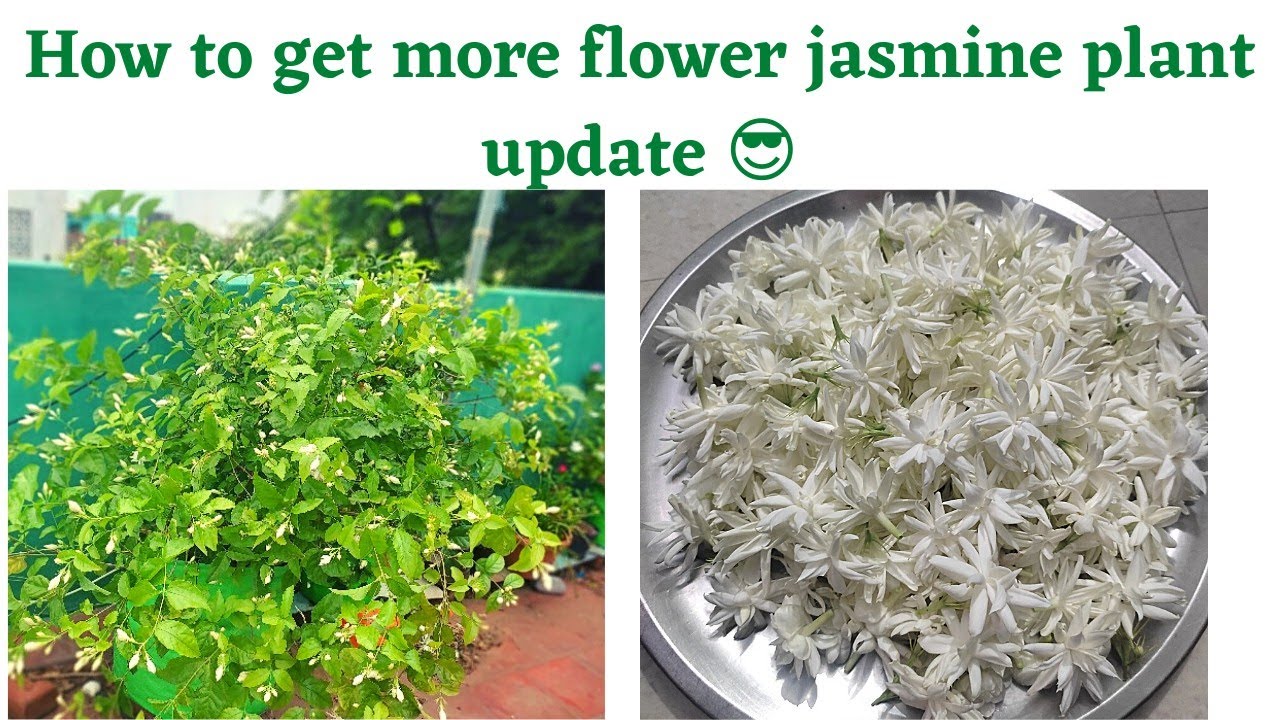 Namma veetu Malli Chediyil ஆயிரக்கணக்கான மொட்டுக்கள்..😍#simpletips #100 ...