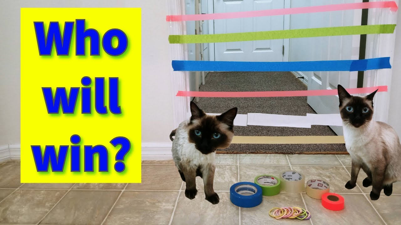 Cat Jumping Challenge: How High Can Cats Leap? | Cat Agility Training ...