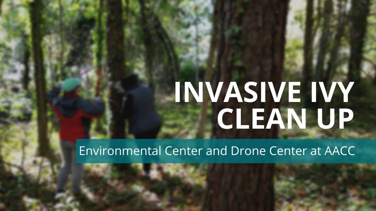 Invasive Ivy Clean Up at AACC - YouTube