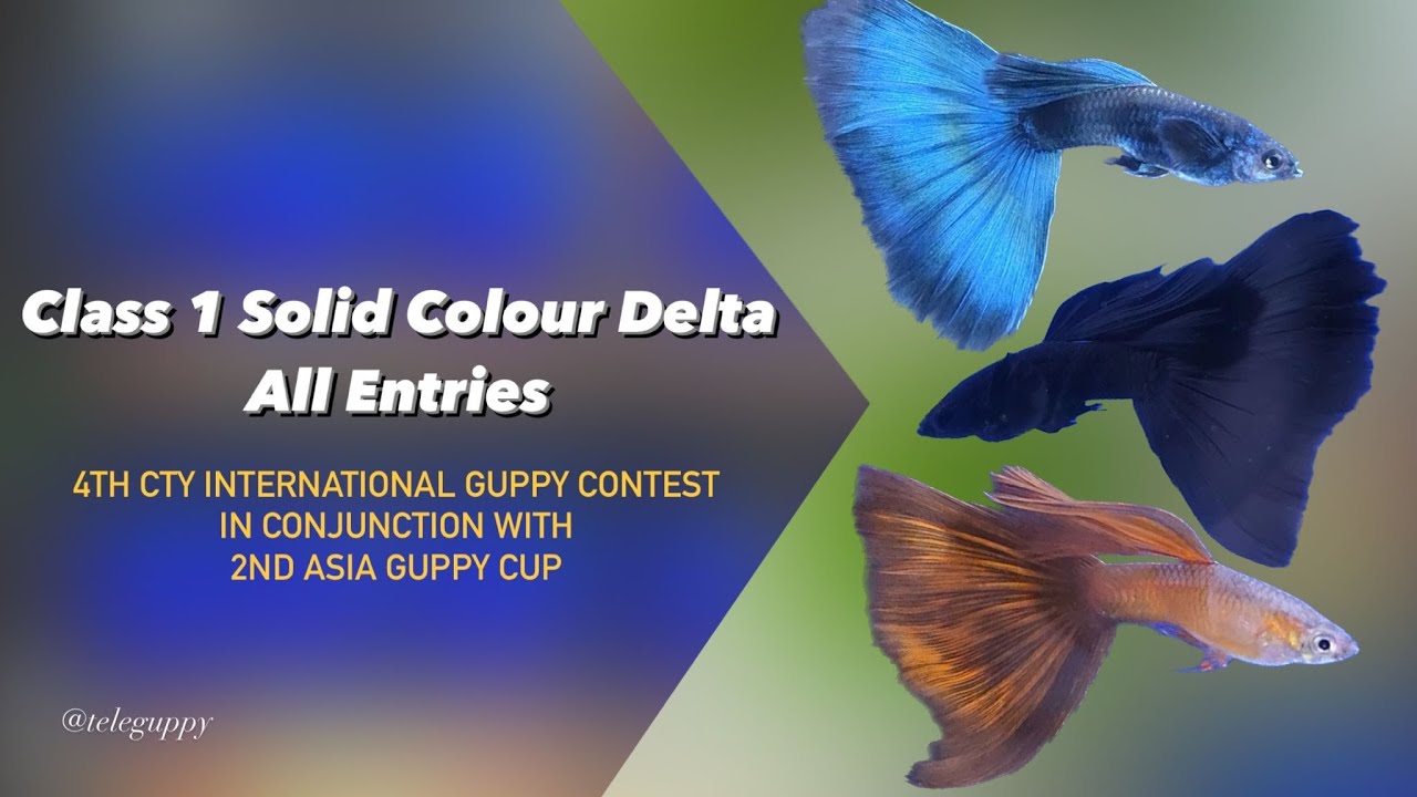 All 15 Solid Colour Delta Guppy Competition Entries | 4th CTY Guppy ...