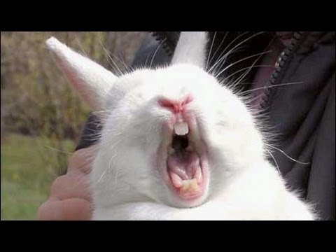 The ORIGINAL Kung-Fu Bunny!