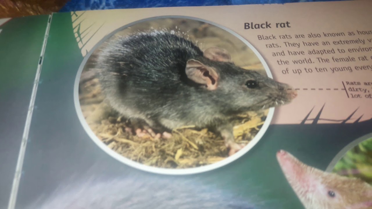 The complete guide to animals - YouTube