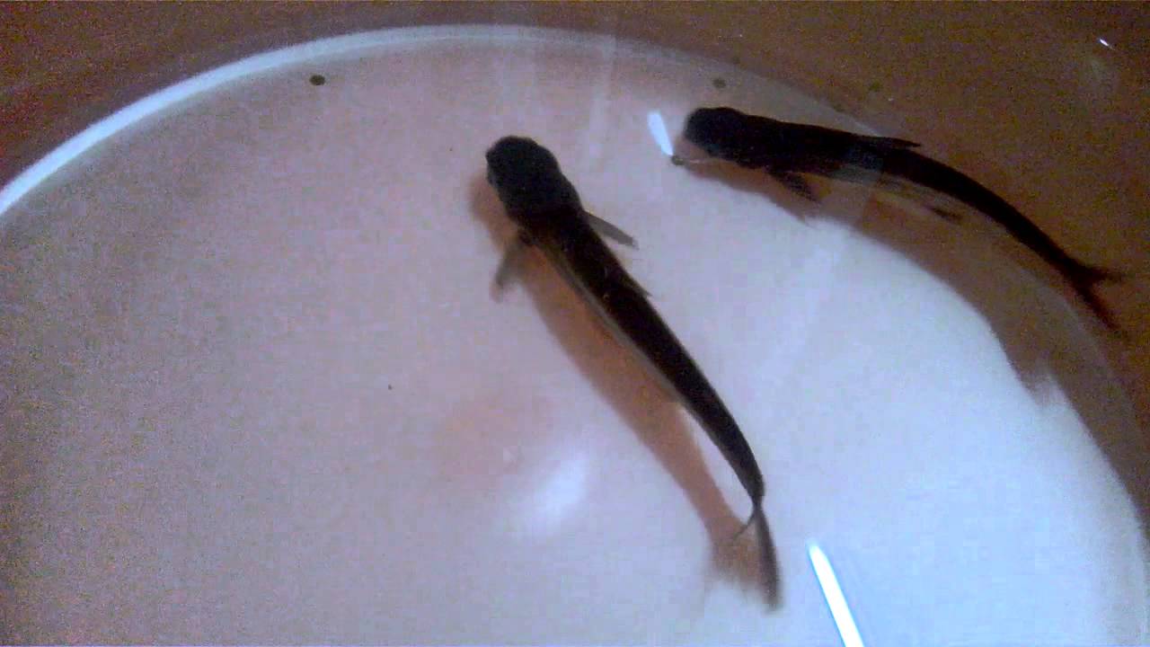 Cá mập cảnh - YouTube