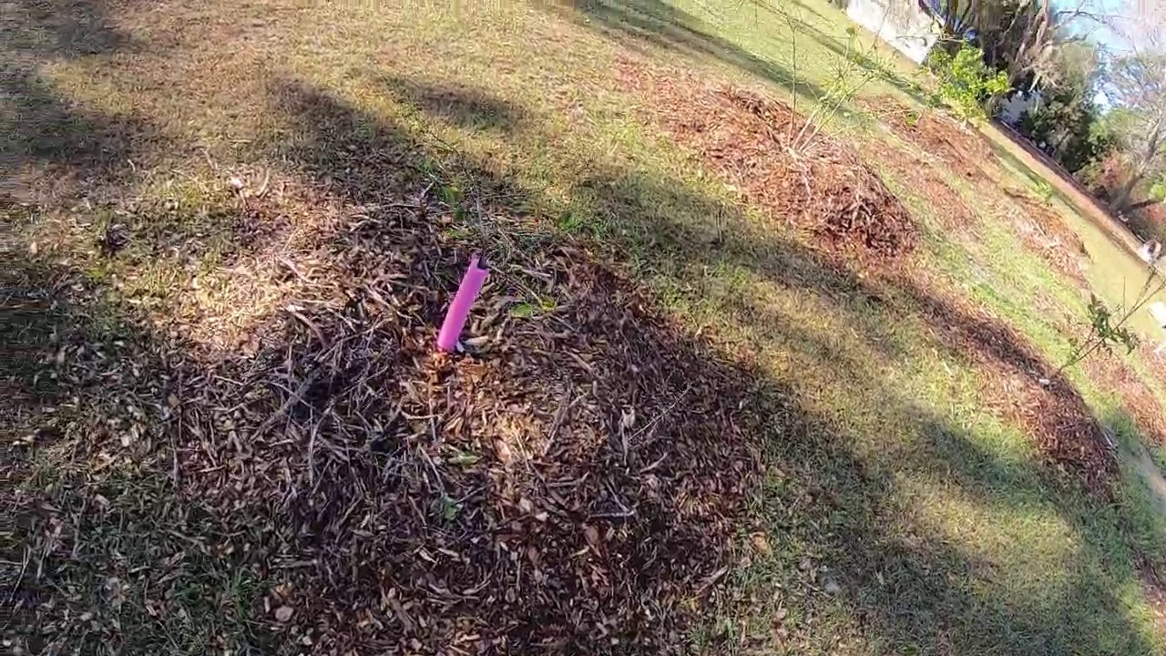 Citrus tree cold damage 2/16/2020 - YouTube