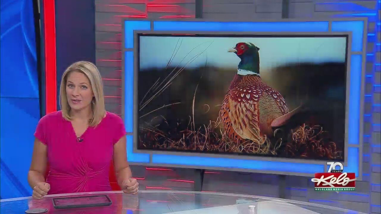 Local businesses welcome pheasant hunters to South Dakota - YouTube