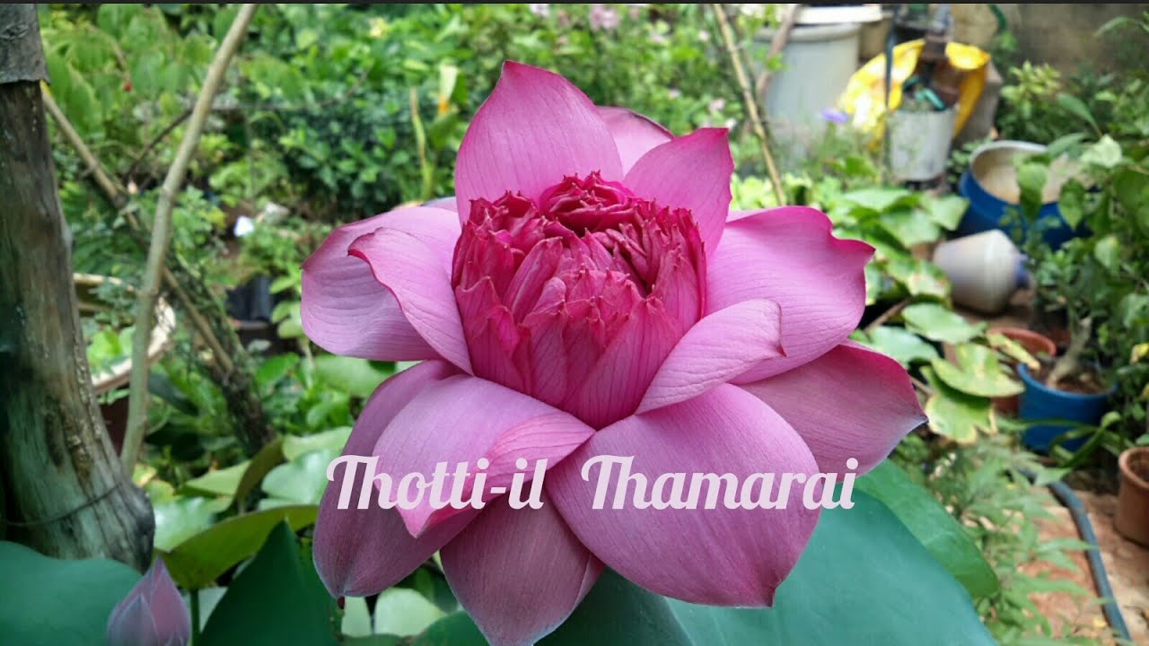 Thotti-il Thamarai - YouTube